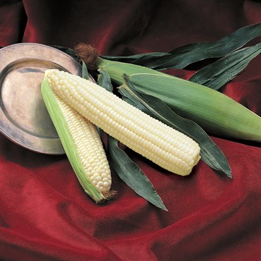 Corn, Silver Queen - 1lb | BFG Supply