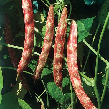Beans, Taylor Horticulture Bush - 1lb | BFG Supply