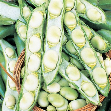 Beans, Fava Broad Windsor - 1lb | BFG Supply