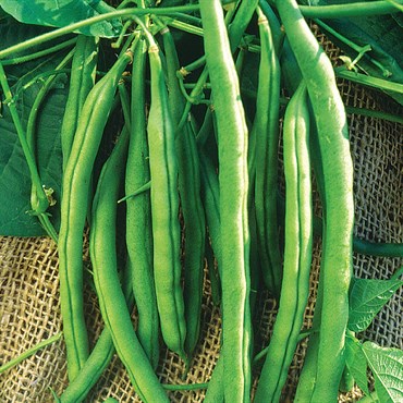 Beans, White McCaslan Pole - 1lb | BFG Supply