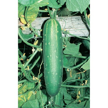 Cucumber, Ashley 1 Lb. Each | BFG Supply