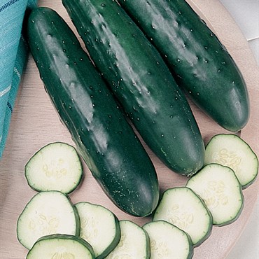 CUCUMBER, FANFARE HYBRID - 1/2 OZ | BFG Supply