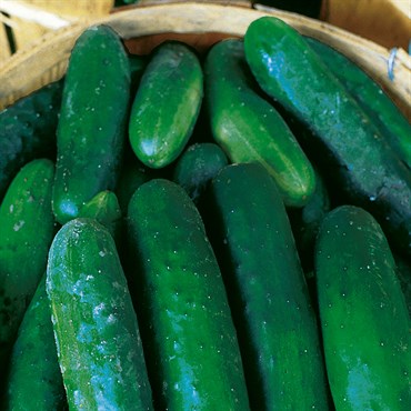 Cucumber, Marketer 1 Lb. Each | BFG Supply