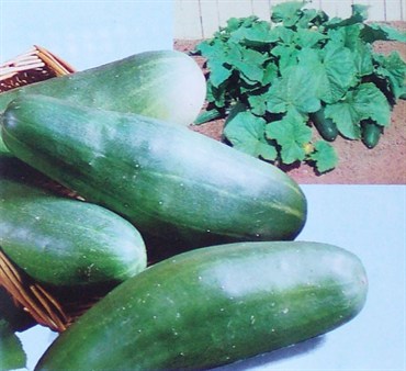 CUCUMBERS, POT LUCK 1000/PKT | BFG Supply