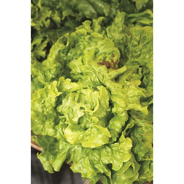 Lettuce, Green Ice 3 Gram | BFG Supply