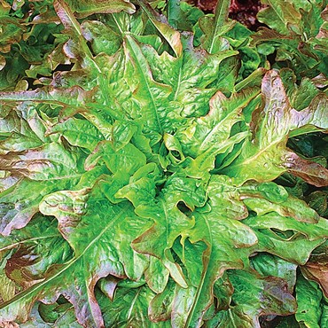 Lettuce, Oakleaf - 1/2 Oz Each | BFG Supply