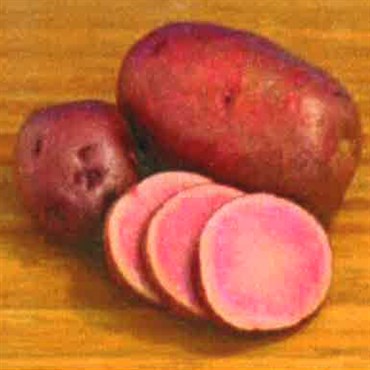 Potato, Adirondack Red Size B 50# | BFG Supply