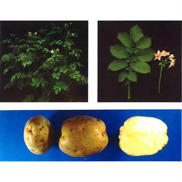 Superior Potatoes Size A 50# | BFG Supply