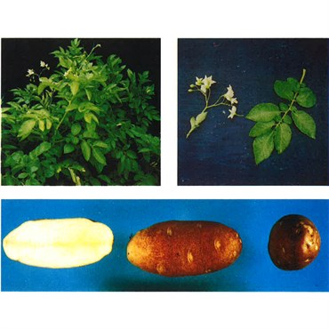 Russet Burbank Potatoes Size B 50# | BFG Supply