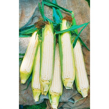 Corn, White Hickory King O.P. 25# | BFG Supply