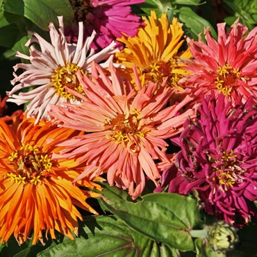 Zinnia, .Bright Jewel Cactus Mix - 1/4 Oz | BFG Supply