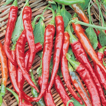 Peppers, Long Red Cayenne - 1/2lb | BFG Supply