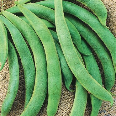 Beans, Volunteer Half Runner Treated - 50lb | BFG Supply