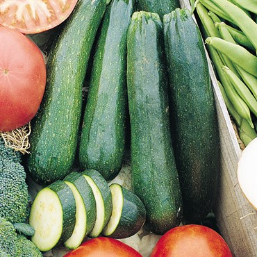 Squash, Dark Green Zucchini 1,000 Sd Ct | BFG Supply