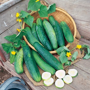 Cucumber, Sweet Success PS - 1,000 Seed Count | BFG Supply