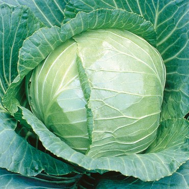 Cabbage, Early Flat Dutch 10,000 Sd Ct | BFG Supply