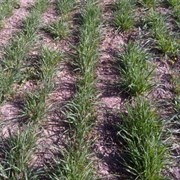 Switchgrass, Cave-In-Rock 50# | BFG Supply