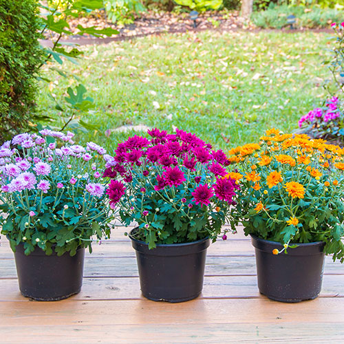 Subcategory | BFG Supply